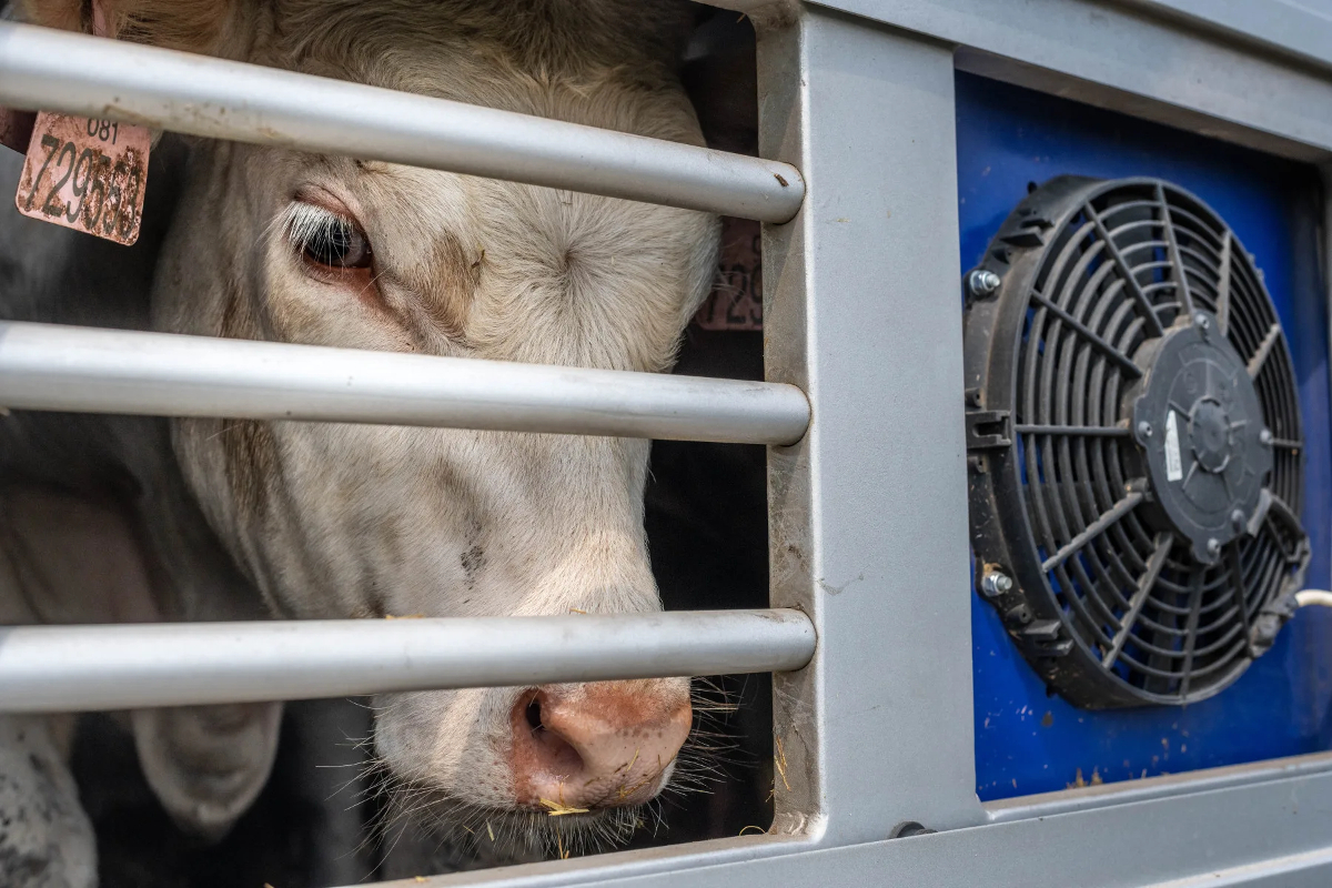 Animal transport research initiated by the Party for the Animals yields ...