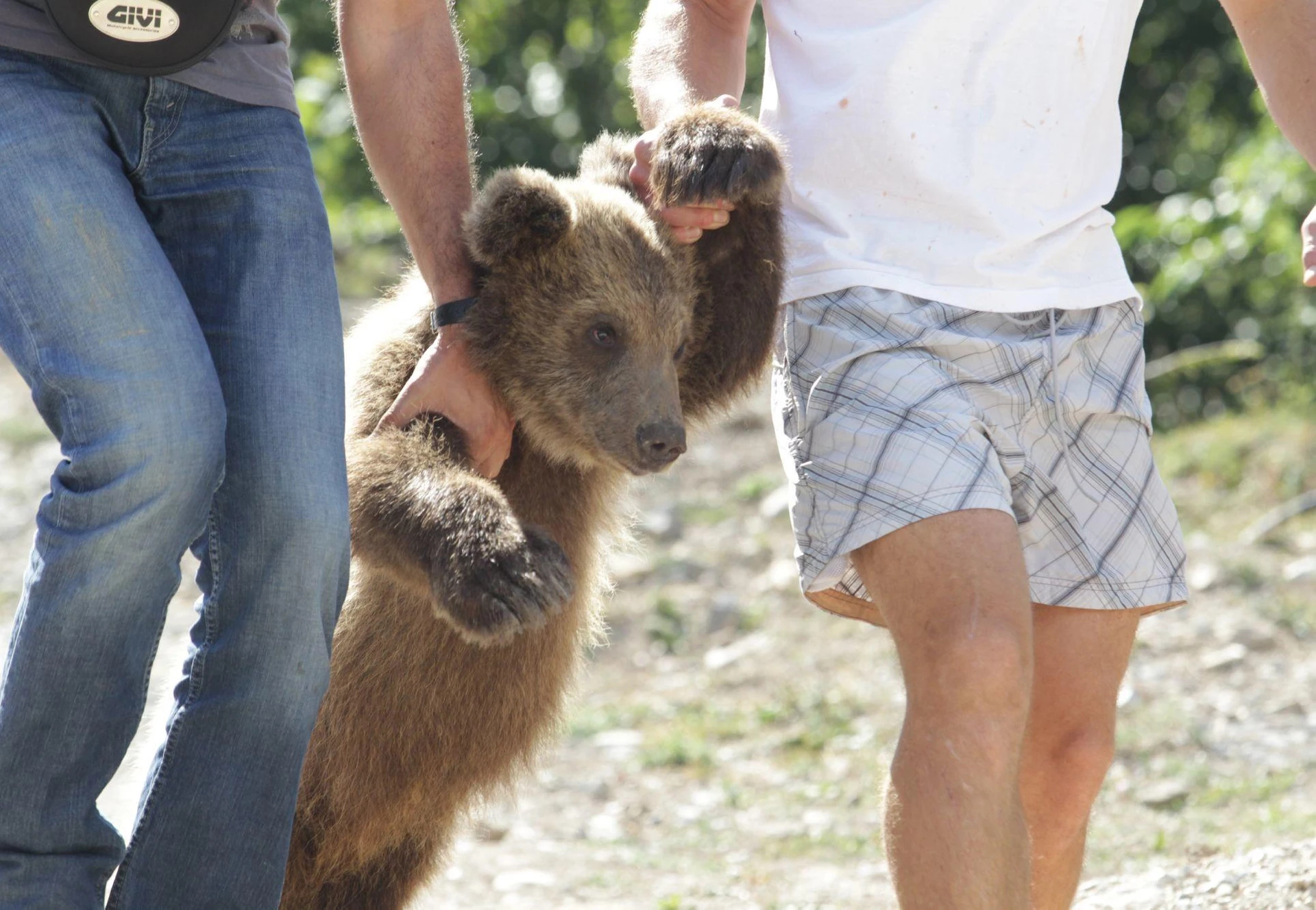 Animal protectionists in Albania demand better animal protection by law ...