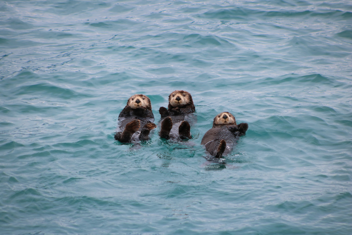 Native sea otter population returns to Canada! - Party for the Animals